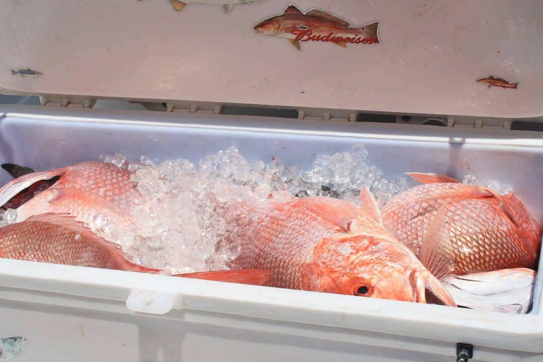 What Does Red Snapper Taste Like? - BlogChef