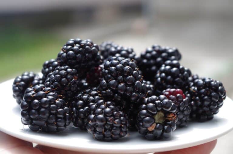 What does blackberry taste like? - BlogChef