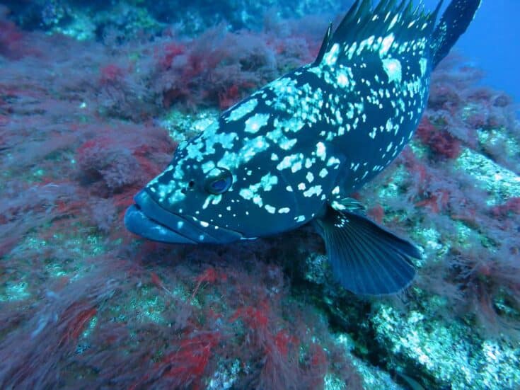 What does grouper taste like? - BlogChef